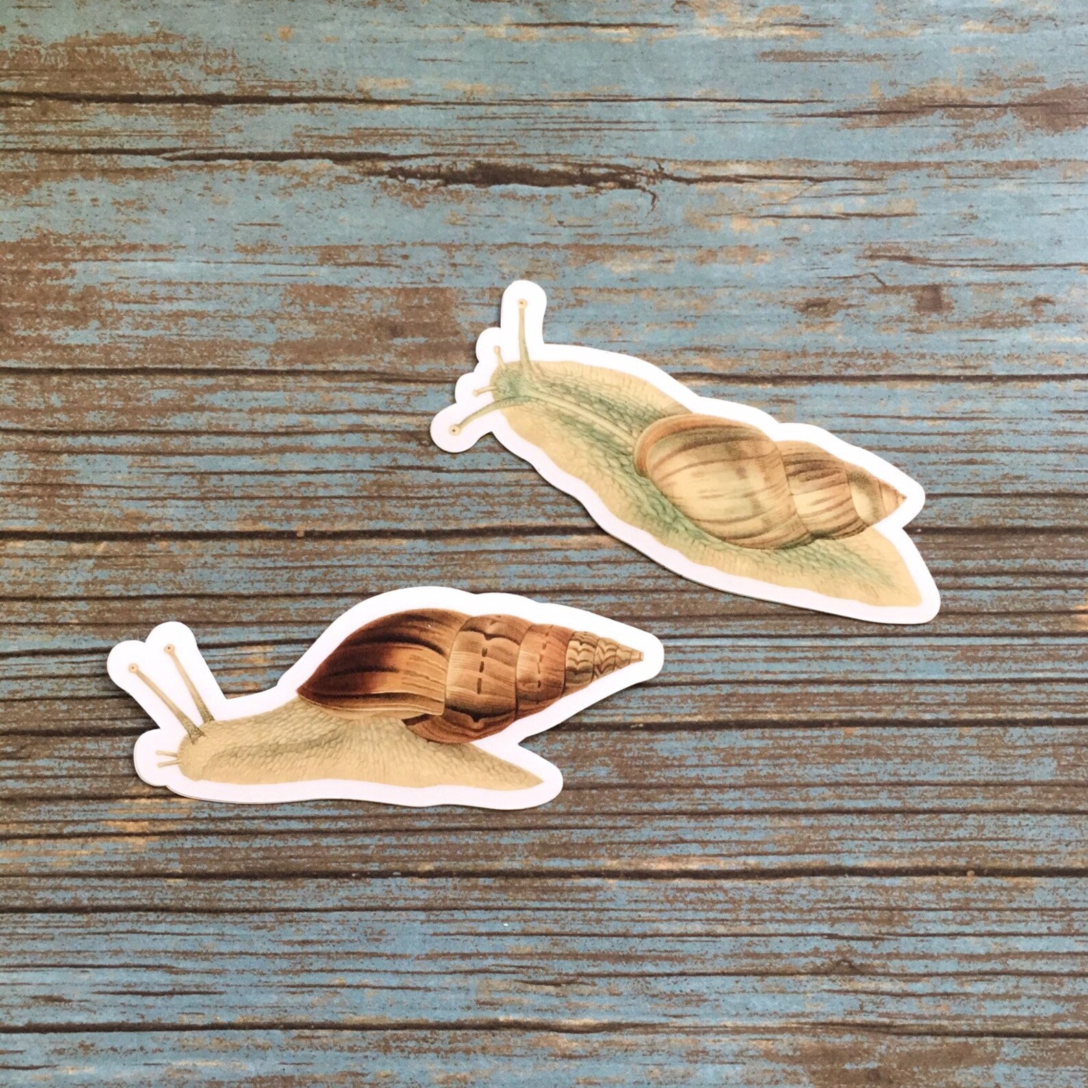 Snail Sticker Pack Vintage Botanical Vinyl Stickers Weird - Etsy