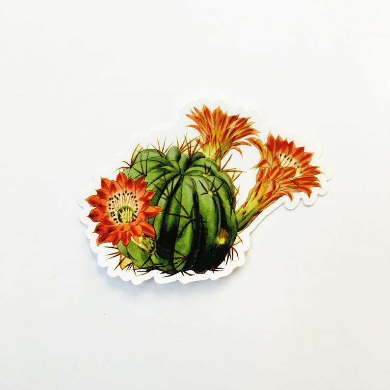 Desert Cactus Sticker Red Flower Vintage Vinyl Stickers - Etsy
