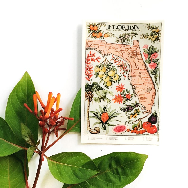 Vintage Sticker Pack 10 Laptop Stickers Antique Camera - Etsy