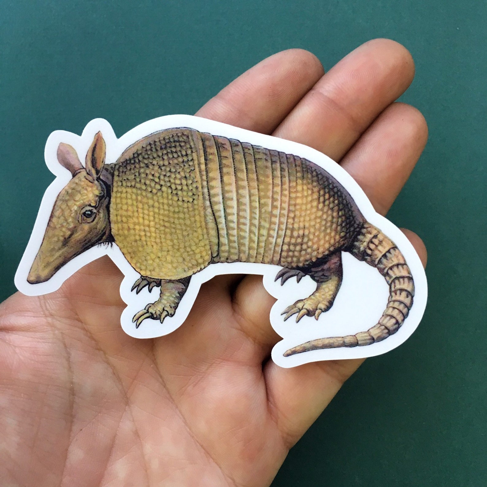 Armadillo Sticker, Florida Vinyl Sticker Pack, New Mexico Gift, Arizona ...