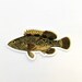 Fish Sticker, Grouper Vinyl Vintage Stickers, Laptop MacBook Flask ...
