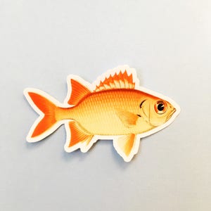 Red Fish Sticker, Soldierfish Vinyl Vintage Stickers, Bumper Sticker ...