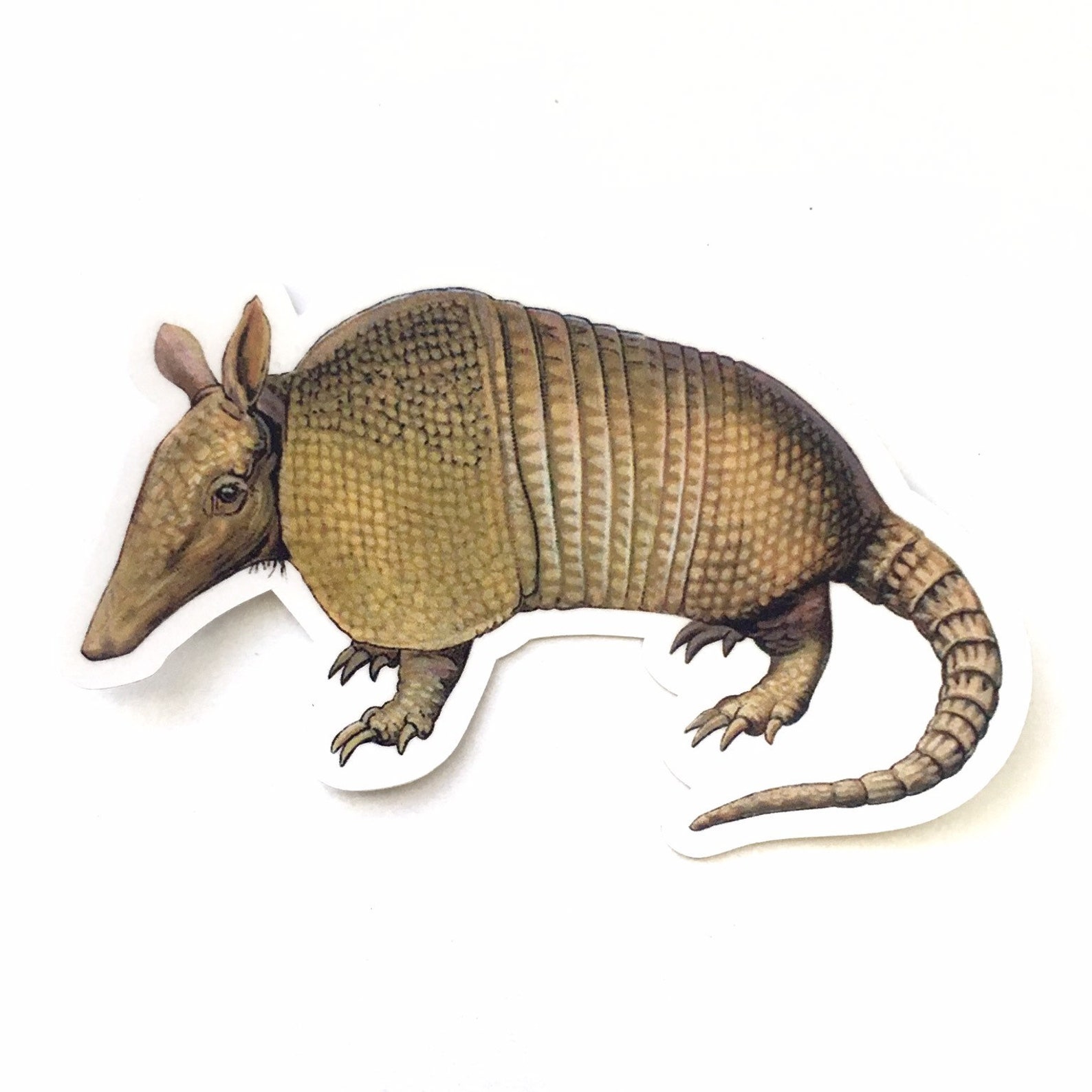 Armadillo Sticker, Florida Vinyl Sticker Pack, New Mexico Gift, Arizona ...