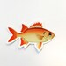 Red Fish Sticker, Soldierfish Vinyl Vintage Stickers, Bumper Sticker ...