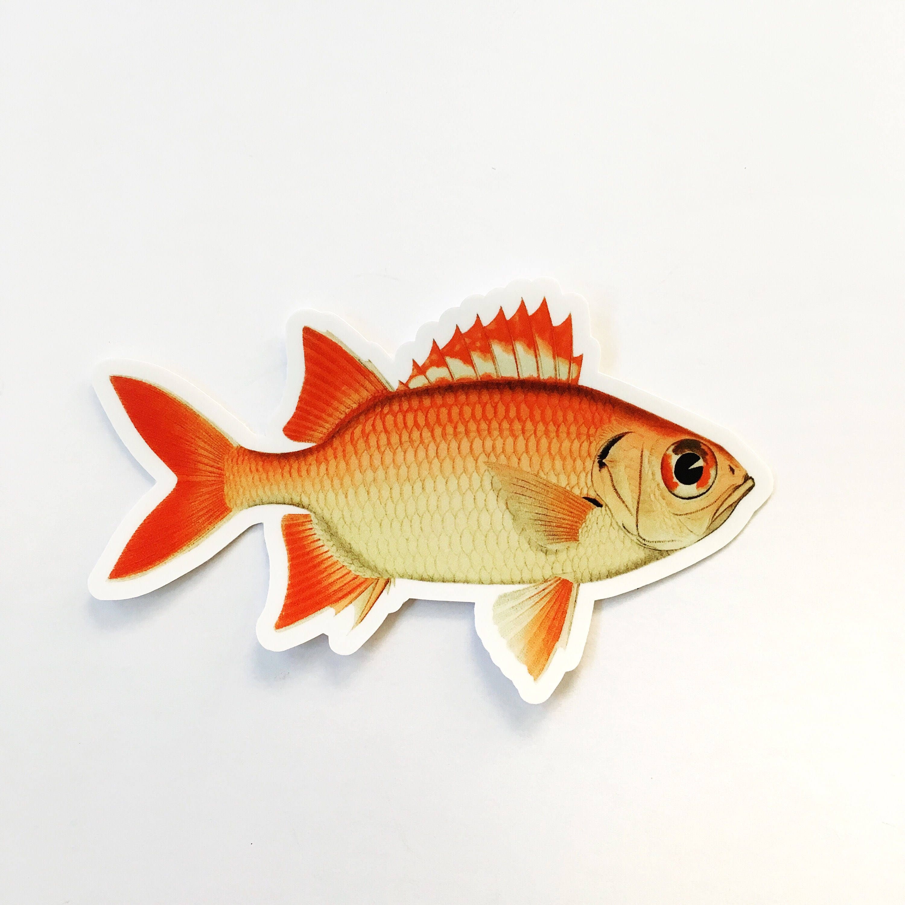 Red Fish Sticker, Soldierfish Vinyl Vintage Stickers, Bumper Sticker ...