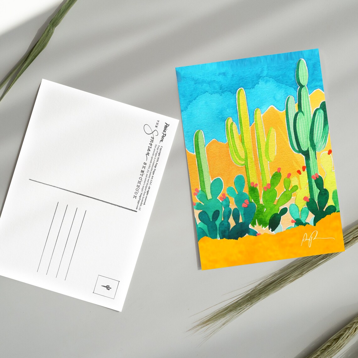 Cactus Postcard.cacti Postcard.saguaro Postcard.desert Postcard.plants ...