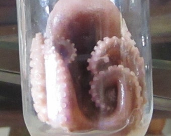 Preserved octopus | Etsy