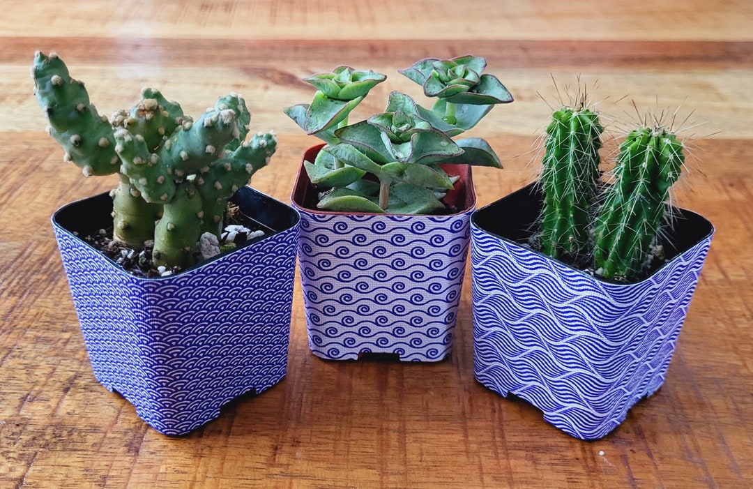 Custom 2" Succulent Wraps, 3 Wave Patterns, Perfect to Customize Your ...