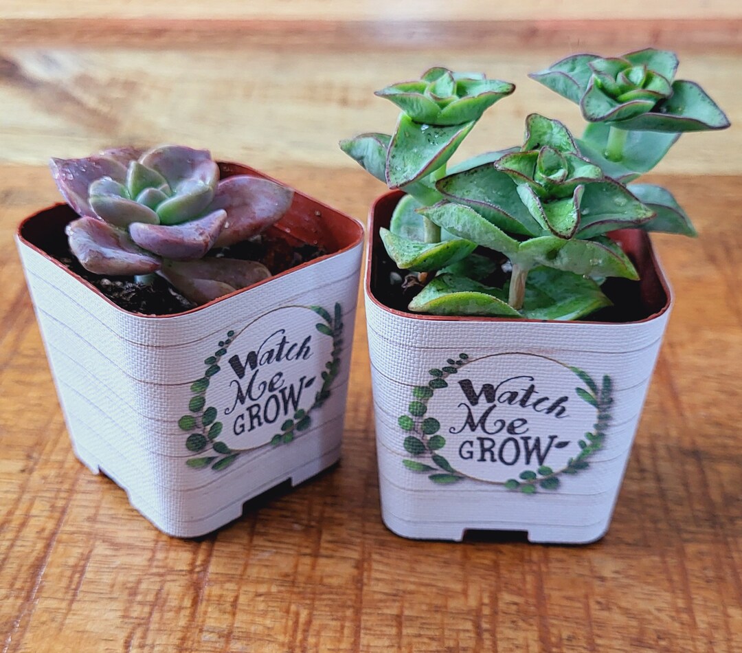 Custom 2" Succulent Wraps, Shiplap Watch Me Grow - Perfect to Customize ...