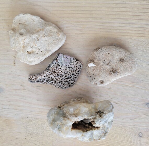 Holey Beach Stone Beach Treasures Beach Shells Reef - Etsy