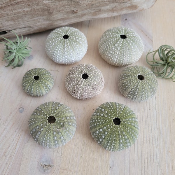 Sea Urchin Shells - Etsy