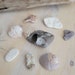 Beach Treasures, Unique Beach Finds Set 8, Reef Rocks, Sea Shells ...