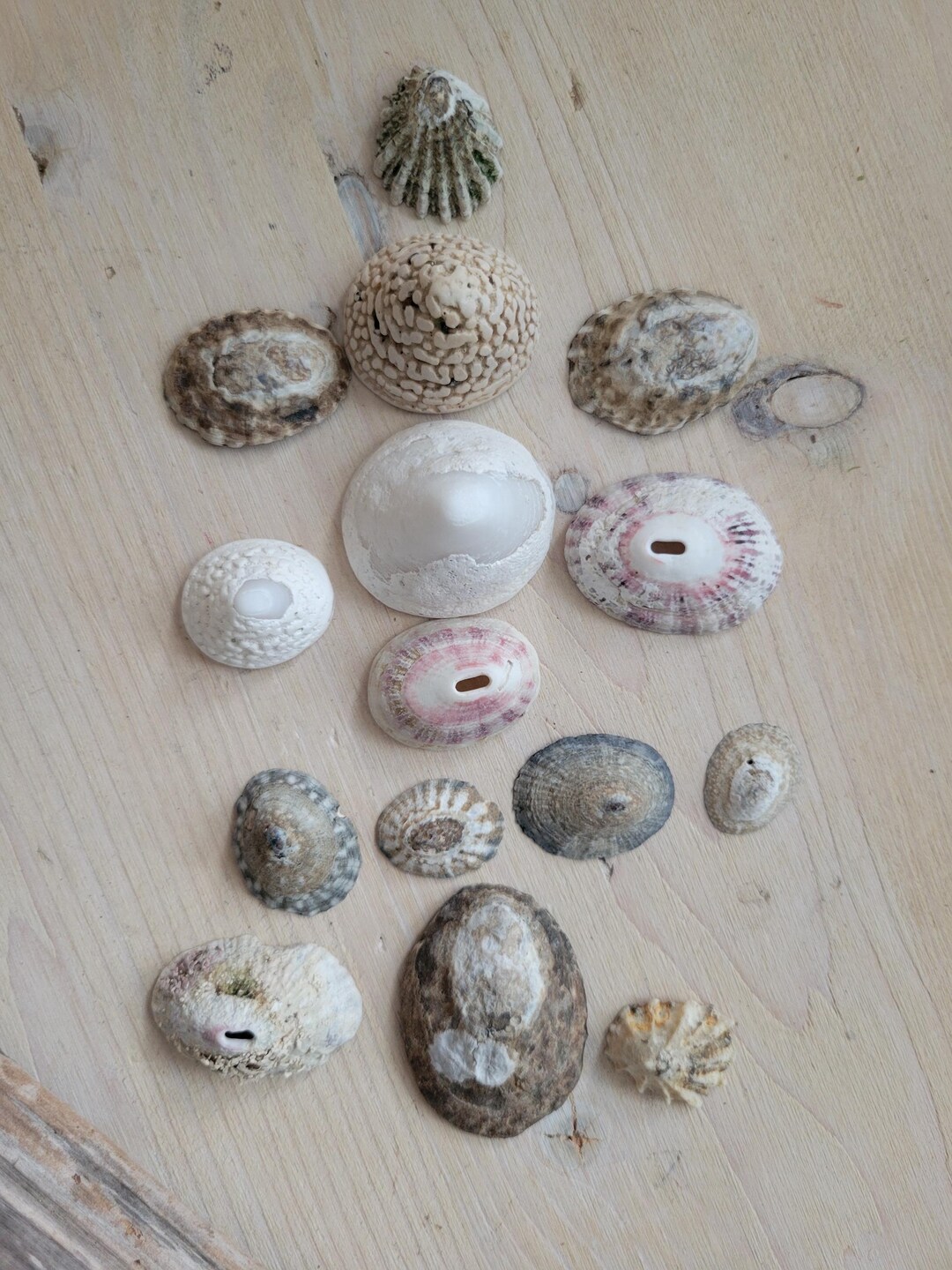 Limpet Shells, Set of 15, Beach Decor, Genuine Sea Shell, Key Hole ...