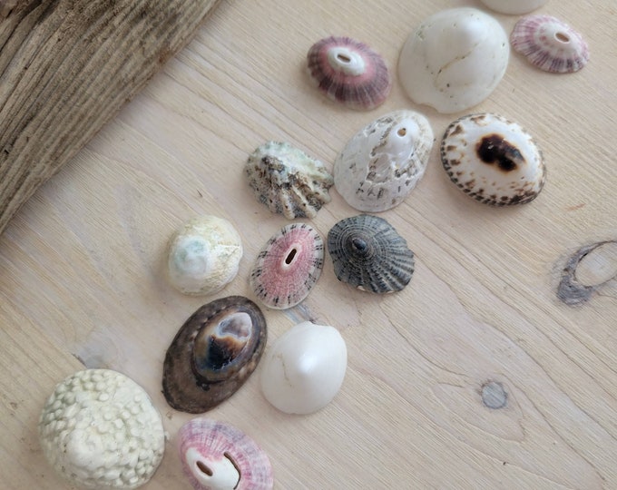 Limpet Shells, Set of 15, Beach Decor, Genuine Sea Shell, Key Hole ...