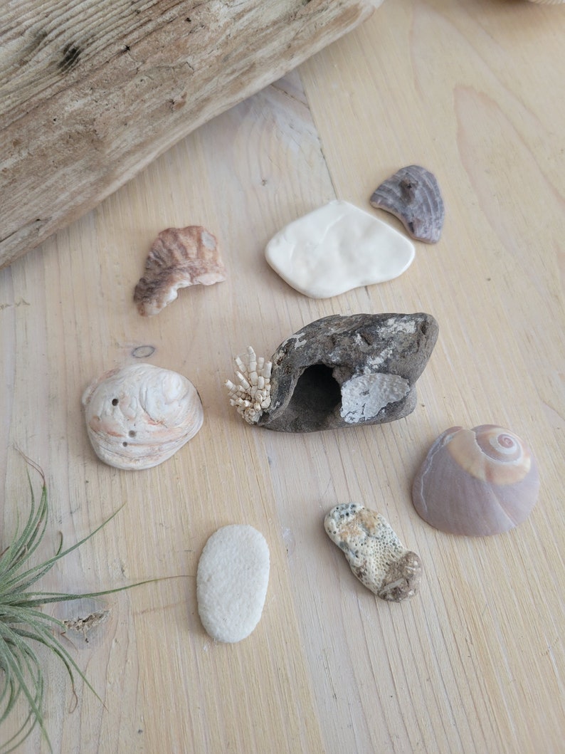 Beach Treasures, Unique Beach Finds Set 8, Reef Rocks, Sea Shells ...