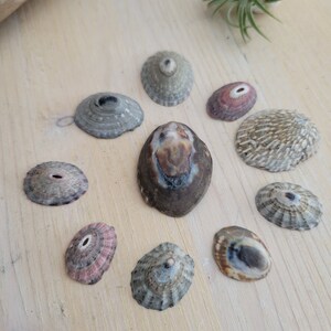 Limpet Shells, Set of 10, Beach Decor, Genuine Sea Shell, Key Hole ...