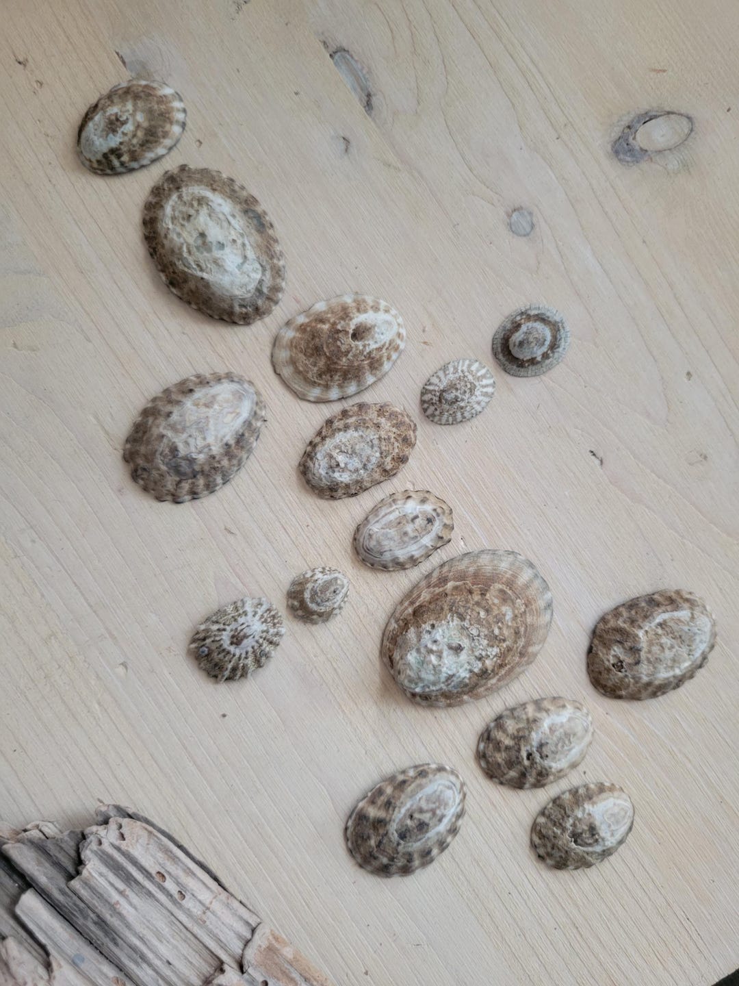 Limpet Shells, Set of 15, Beach Decor, Genuine Sea Shell, Key Hole ...