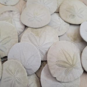 Sand Dollar Shells, Natural California Sand Dollars, Set of 5, Genuine ...