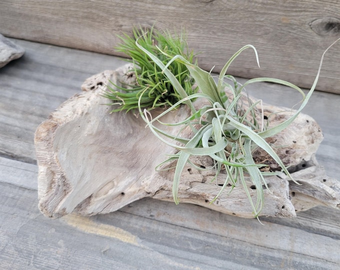 Natural Drift Wood Pieces, Chunky Log Drift Wood, Driftwood Crafts ...