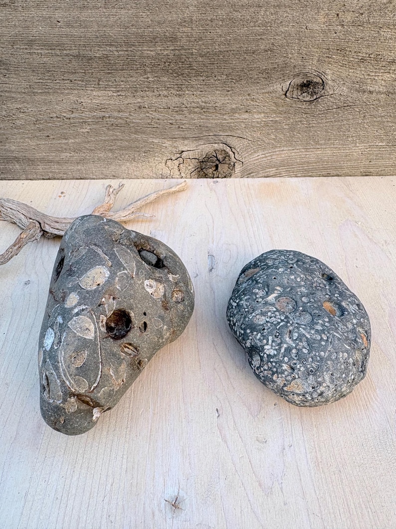 Natural Fossil Rocks, Fossil Mix, Hand Collected Rocks From the ...