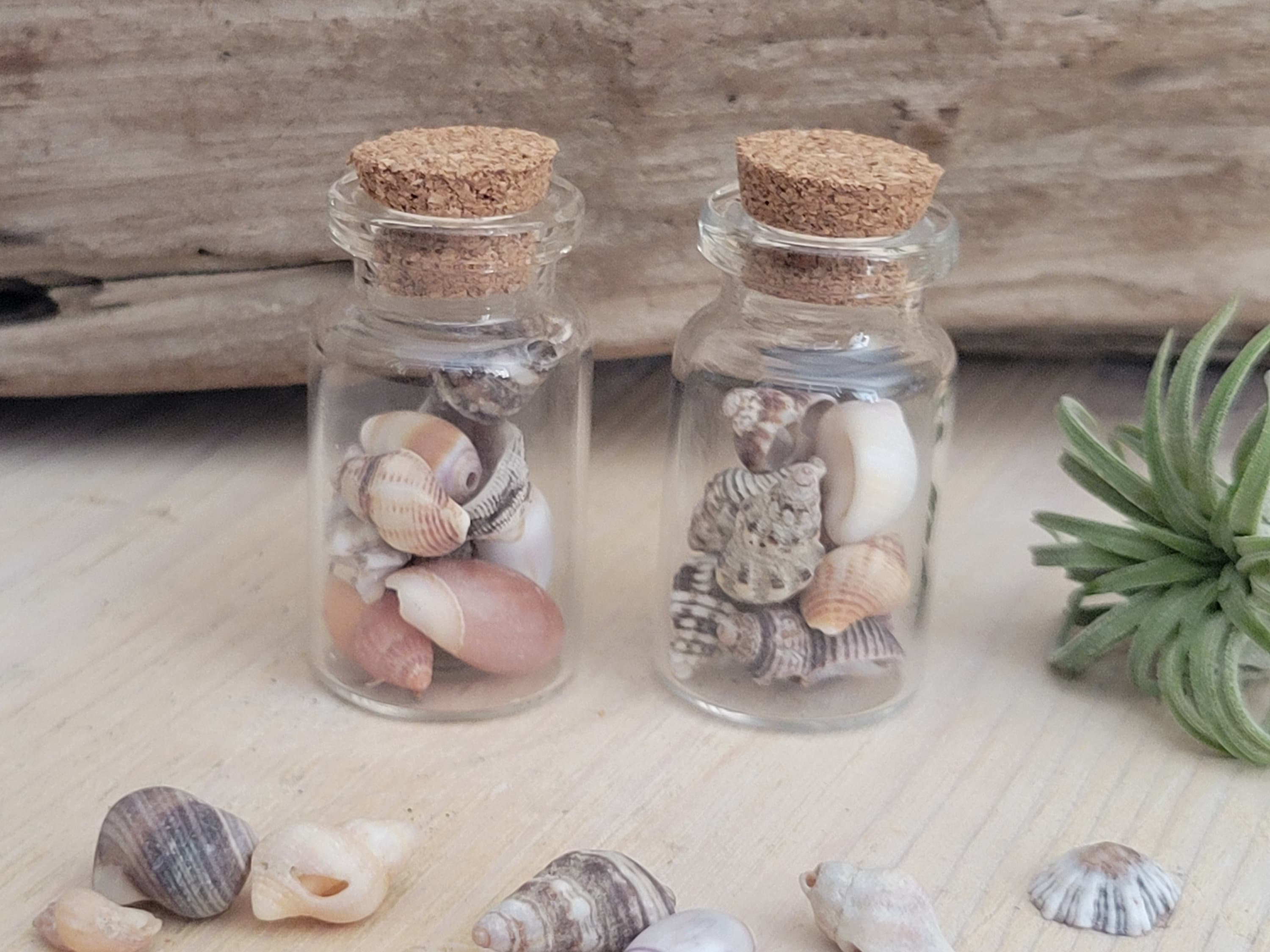 Tiny Shells, Set of 10, Beach Decor, Genuine Sea Shell, Sea Shells ...