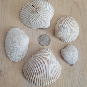 White Clam Shells, Set of 5, Beach Decor, Genuine Sea Shell, White Clam ...