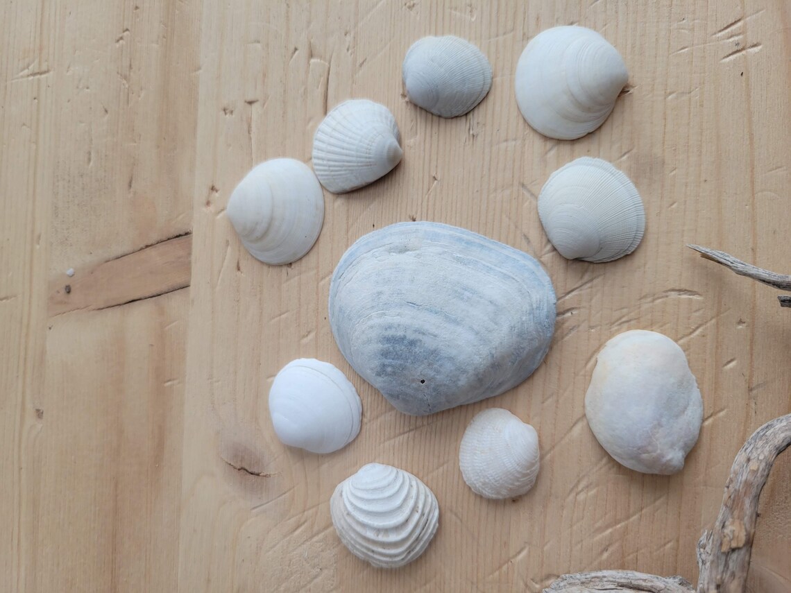 White Clam Shells Set, California Beach Decor, Craft Shells - Etsy