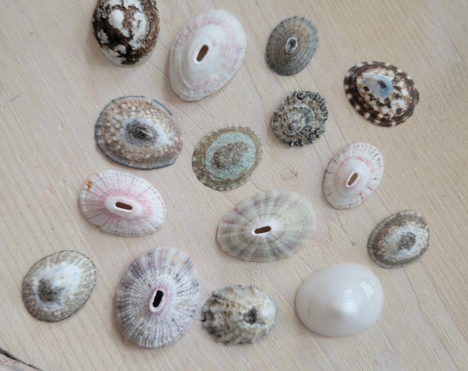 Limpet Shells, Set of 15, Beach Decor, Genuine Sea Shell, Key Hole ...