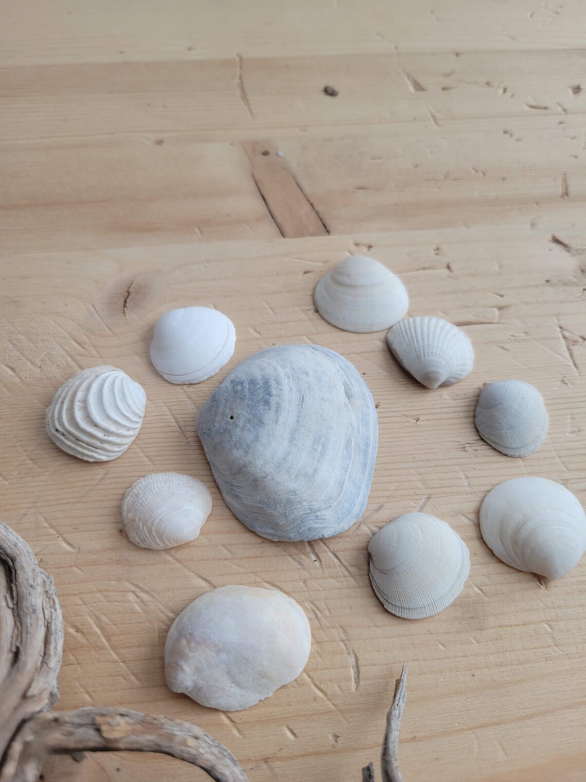 White Clam Shells Set, California Beach Decor, Craft Shells - Etsy
