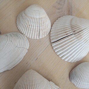 White Clam Shells, Set of 5, Beach Decor, Genuine Sea Shell, White Clam ...