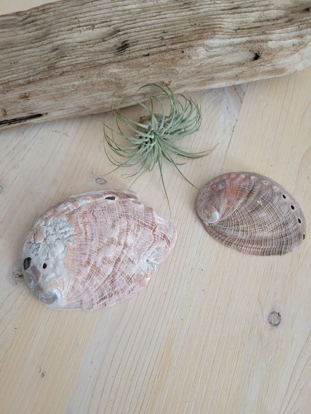 Abalone Shell, Natural California Beach Decor, Genuine Sea Shell ...