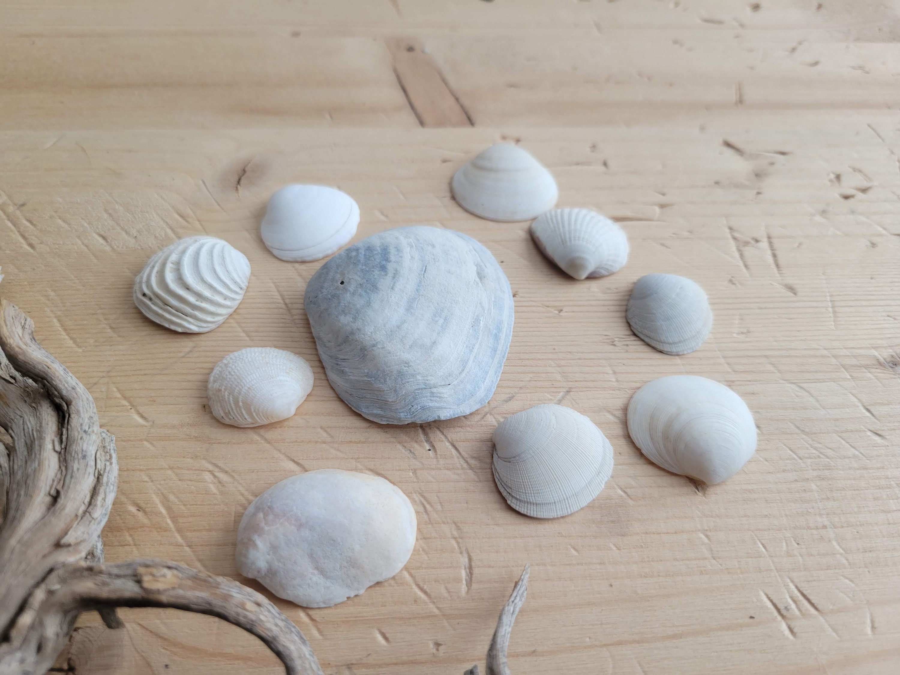 White Clam Shells Set, California Beach Decor, Craft Shells - Etsy