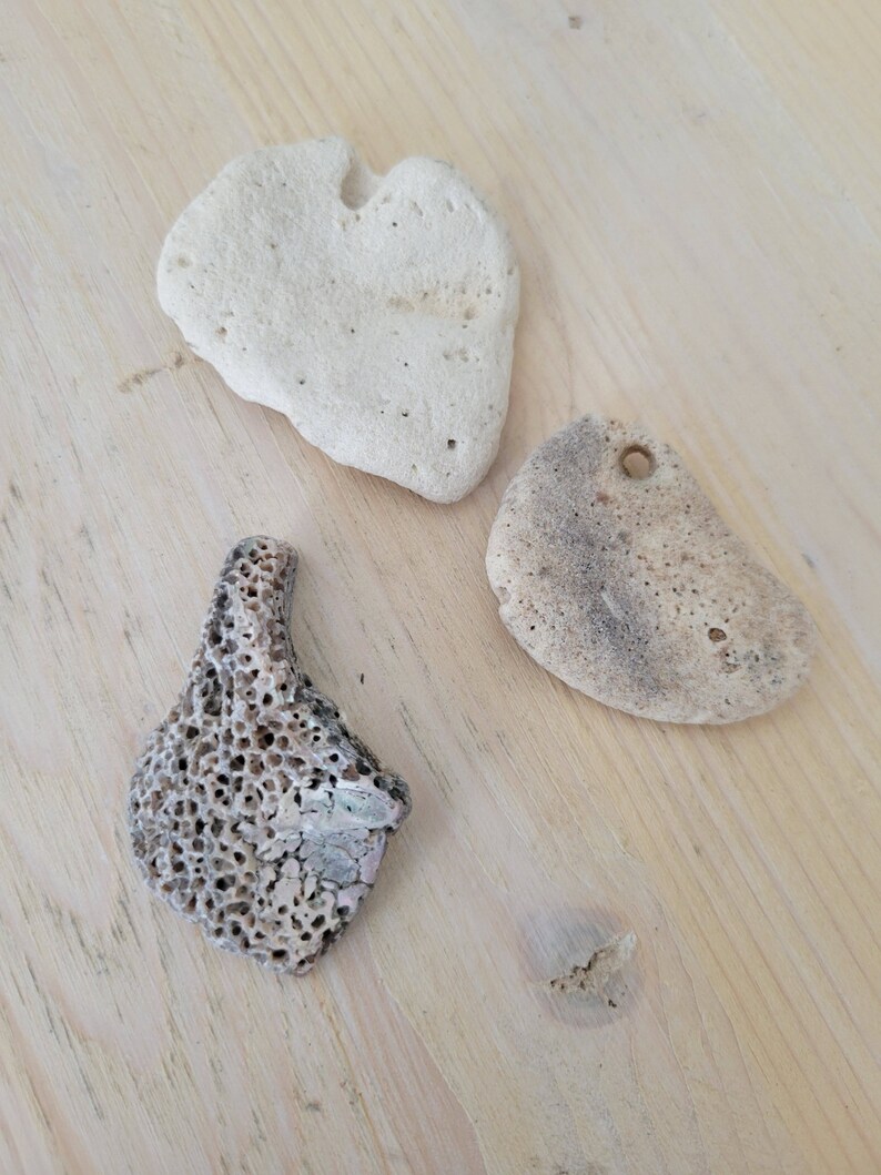 Holey Beach Stone, Beach Treasures, Beach Shells, Reef Treasures, Set ...