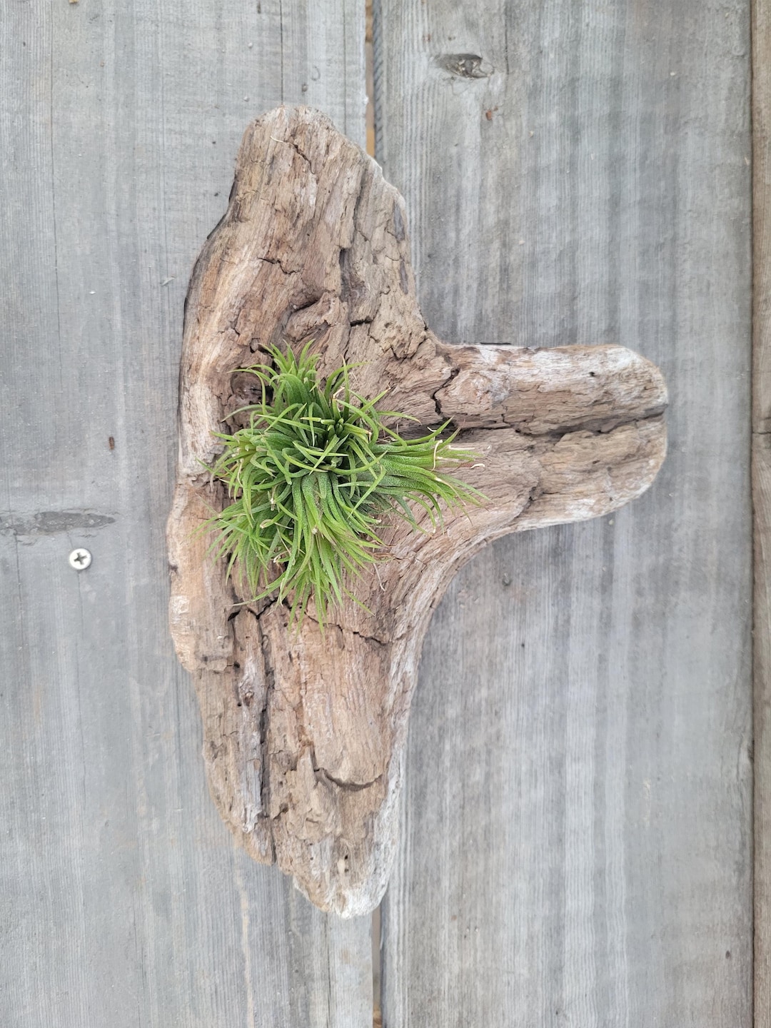 Exotic Natural Drift Wood Curved Piece, Very Unique Curved Knot Drift ...