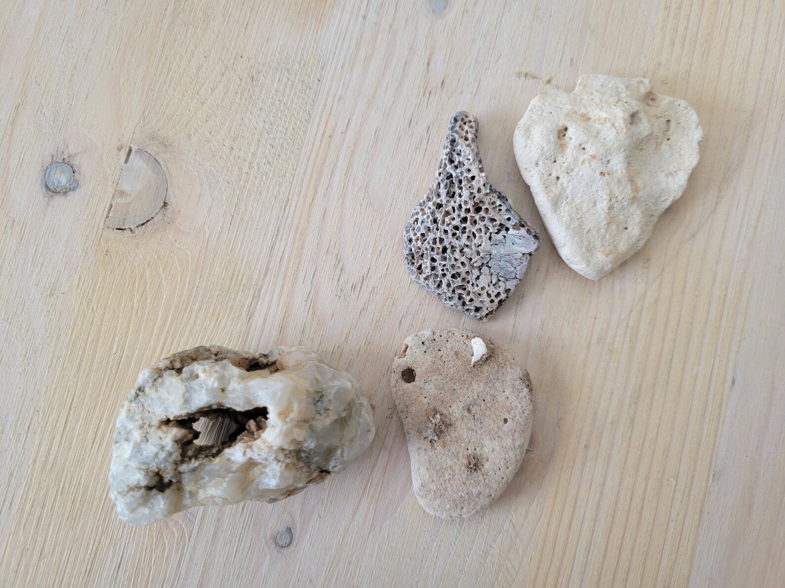 Holey Beach Stone, Beach Treasures, Beach Shells, Reef Treasures, Set ...