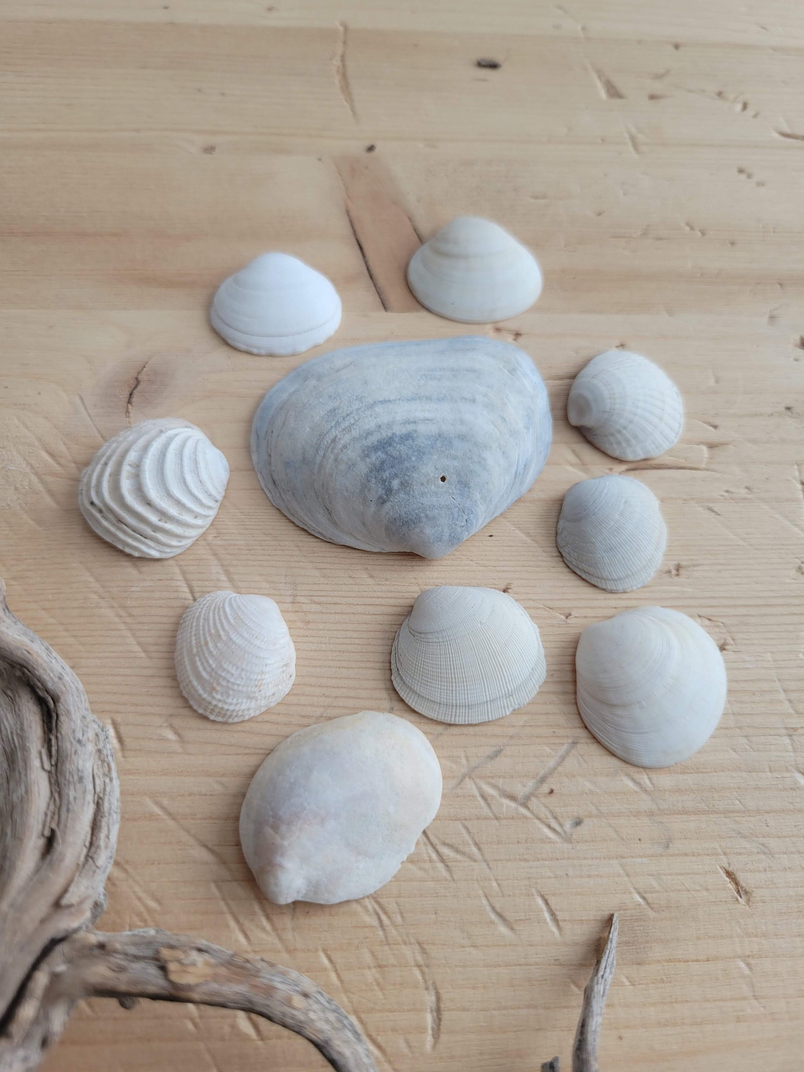 White Clam Shells Set, California Beach Decor, Craft Shells - Etsy