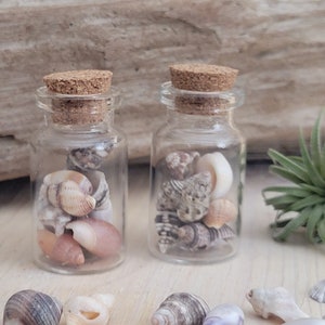 Tiny Shells, Set of 10, Beach Decor, Genuine Sea Shell, Sea Shells ...