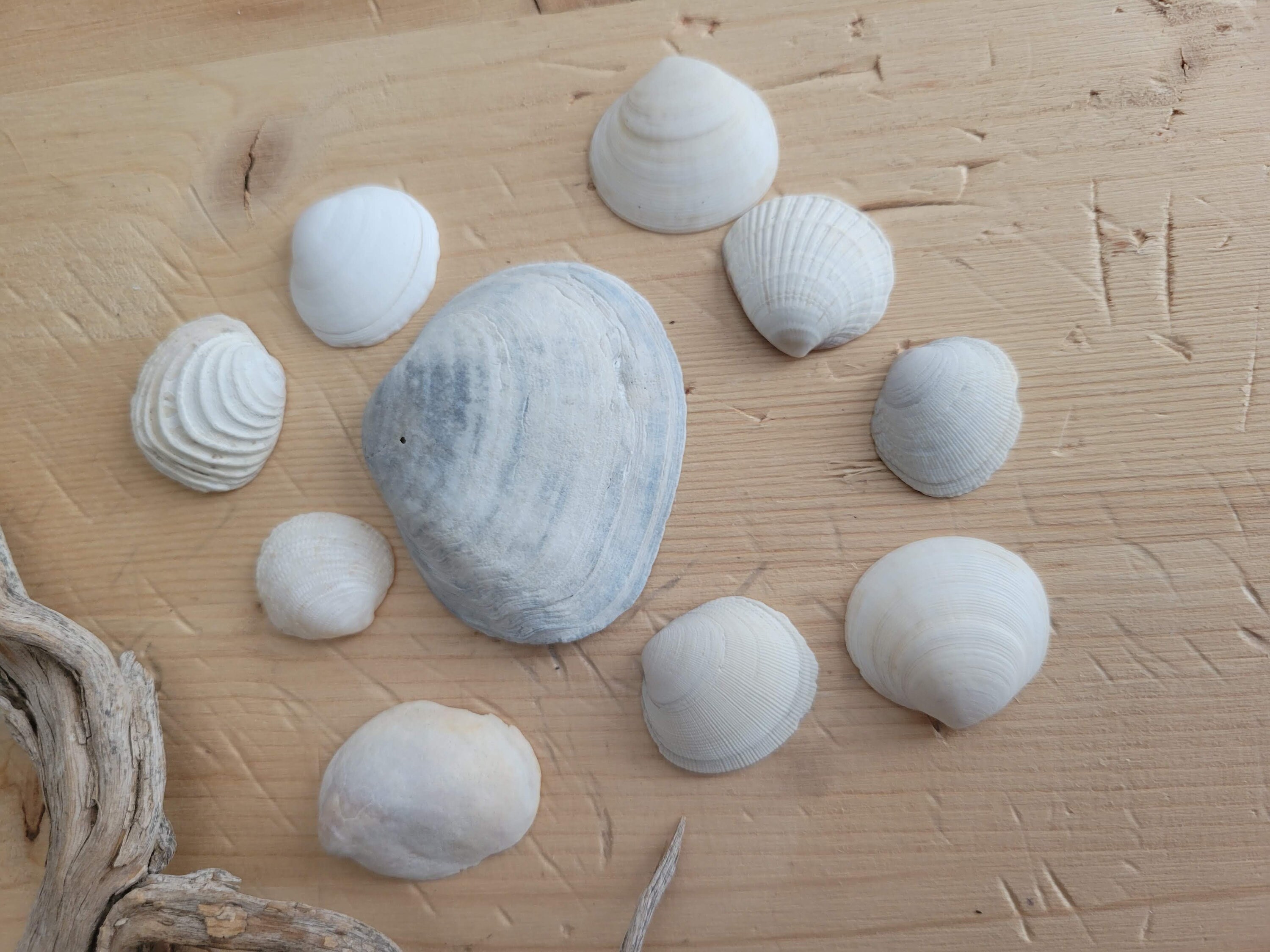 White Clam Shells Set, California Beach Decor, Craft Shells - Etsy