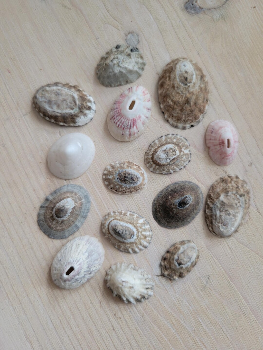 Limpet Shells, Set of 15, Beach Decor, Genuine Sea Shell, Keyhole ...
