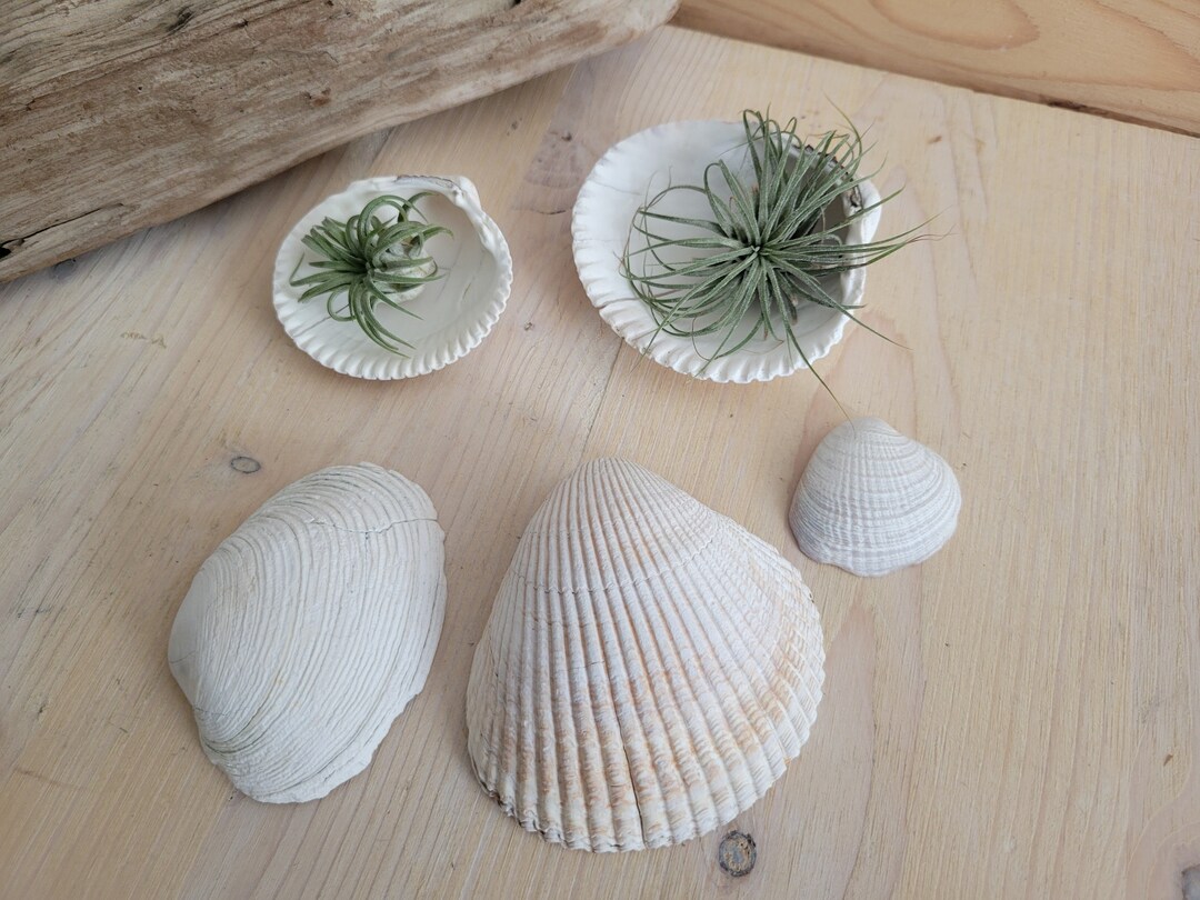 White Clam Shells, Set of 5, Beach Decor, Genuine Sea Shell, White Clam ...