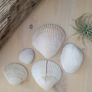White Clam Shells, Set of 5, Beach Decor, Genuine Sea Shell, White Clam ...