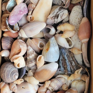 Tiny Shells, Set of 10, Beach Decor, Genuine Sea Shell, Sea Shells ...