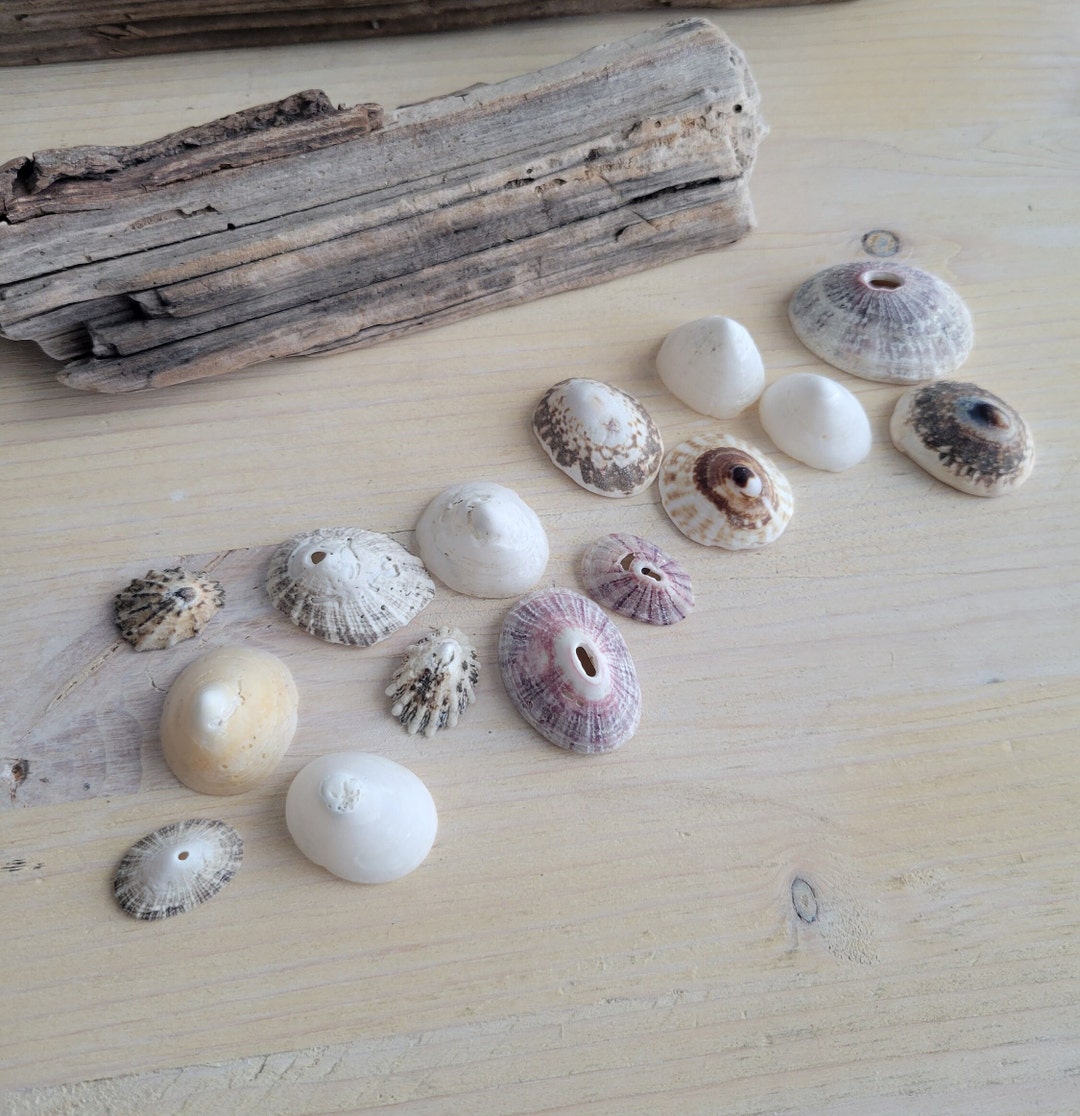 Limpet Shells, Set of 15, Beach Decor, Genuine Sea Shell, Key Hole ...