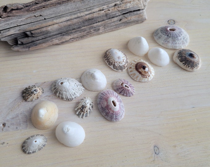 Limpet Shells, Set of 15, Beach Decor, Genuine Sea Shell, Key Hole ...