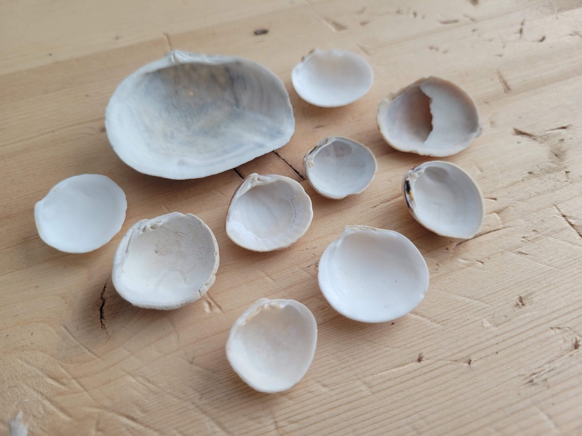 White Clam Shells Set, California Beach Decor, Craft Shells - Etsy