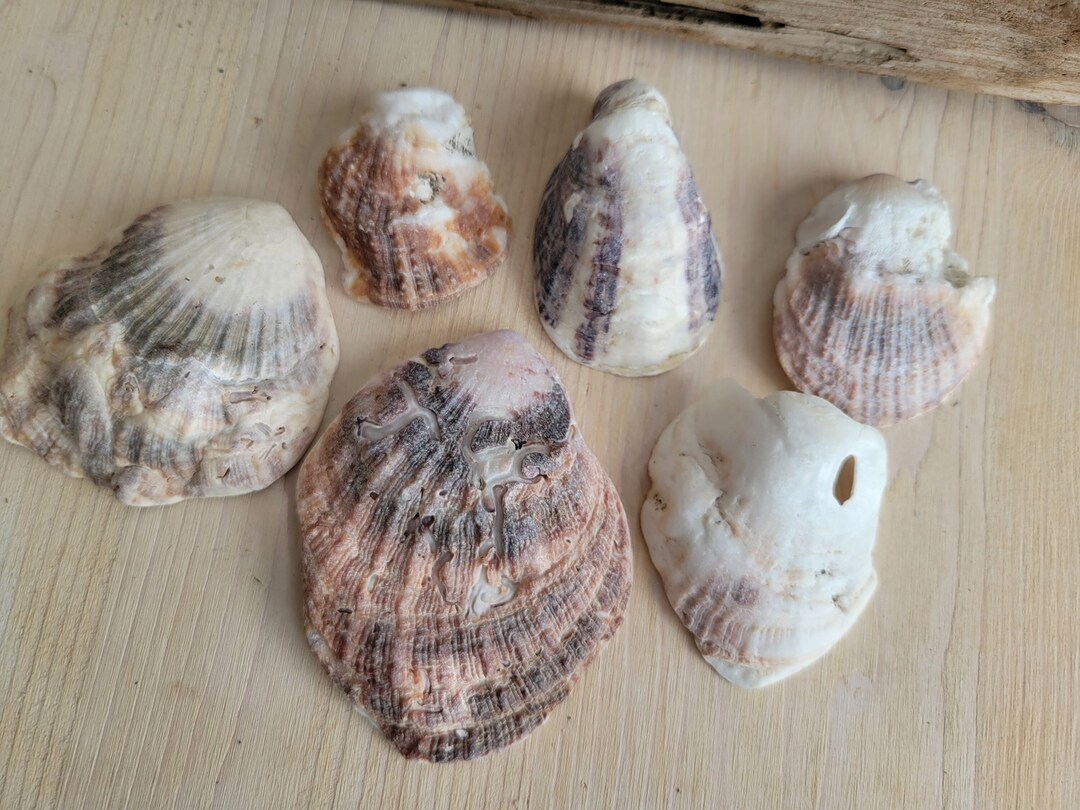 Large Sea Shells, Beach Finds, Set of 6, Beach Decor, Genuine Sea Shell ...