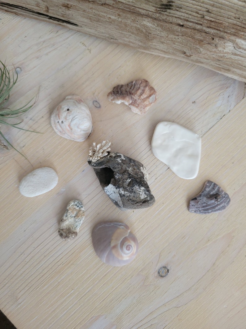 Beach Treasures, Unique Beach Finds Set 8, Reef Rocks, Sea Shells ...