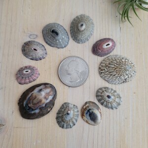Limpet Shells, Set of 10, Beach Decor, Genuine Sea Shell, Key Hole ...