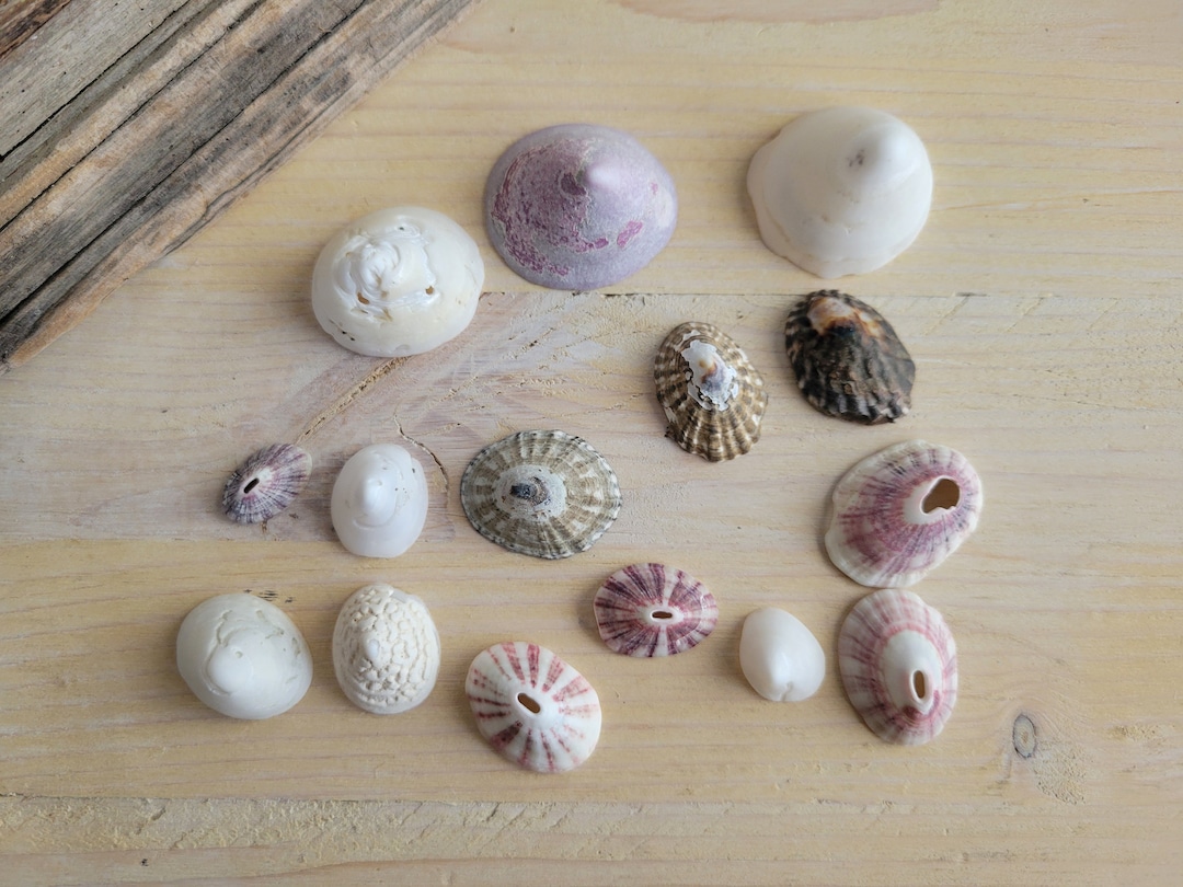 Limpet Shells, Set of 15, Beach Decor, Genuine Sea Shell, Key Hole Limpet Shells, Variety of ...