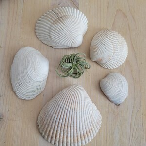 White Clam Shells, Set of 5, Beach Decor, Genuine Sea Shell, White Clam ...